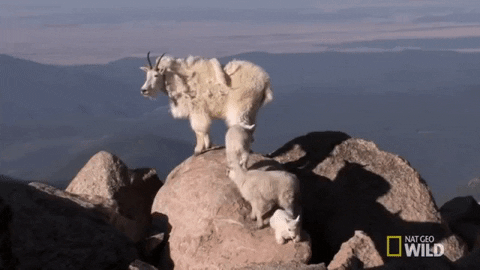 Mountain Goats GIFs - Find & Share on GIPHY