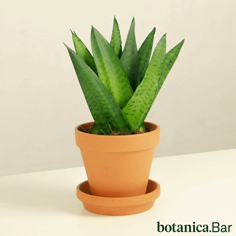 Happy Dance GIF by botanica.Bar - Find & Share on GIPHY