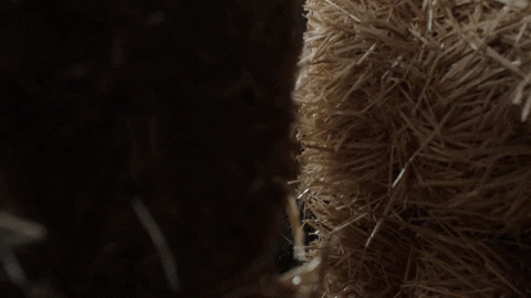 Sleuthing GIFs - Get the best GIF on GIPHY