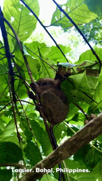 Dramatic Tarsier Gif