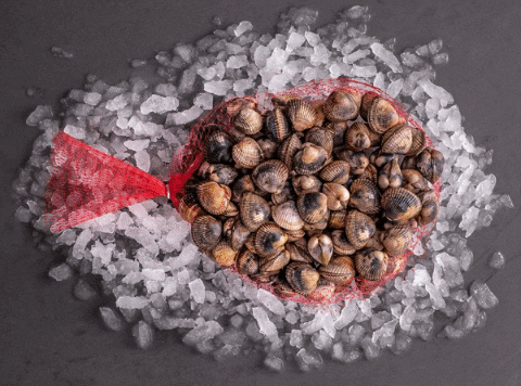 Clams And Cockles GIFs - Get the best GIF on GIPHY