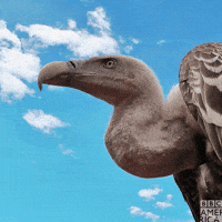 Vultures Gif