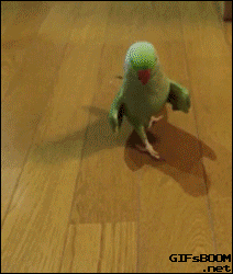 Parrot GIF - Find & Share on GIPHY