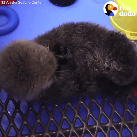 Sea Otters GIF by The Dodo - Find & Share on GIPHY