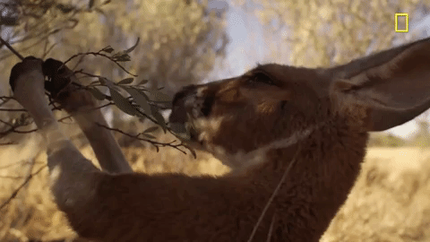 Hostile Planet: Deserts by National Geographic TV | GIPHY
