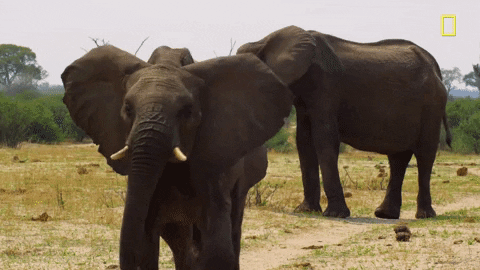 Hostile Planet: Grasslands by National Geographic TV | GIPHY
