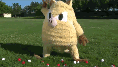 Wild-pokemon GIFs - Get the best GIF on GIPHY