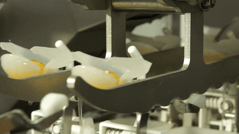 Eggs Lol GIFs - Get the best GIF on GIPHY