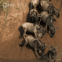 Wildebeest Stampede Gif