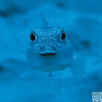Cute Puffer Fish Gif