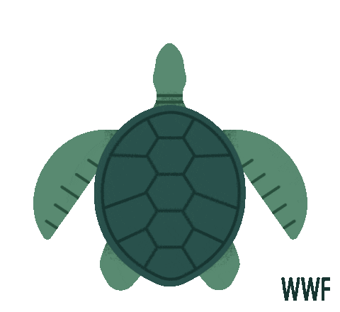 Animated Sea Turtle Gif