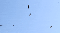 Vultures Gif