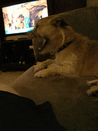 Laughing Dog Animated Gif