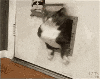 Fats And Cats GIFs - Get the best GIF on GIPHY