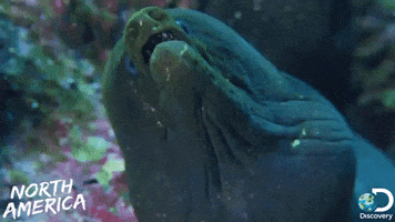 Discovery Channel GIFs - Find & Share on GIPHY