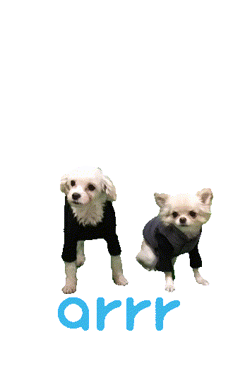 아르르 Sticker by arrr_official for iOS & Android | GIPHY