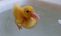 Baby Duck Gif