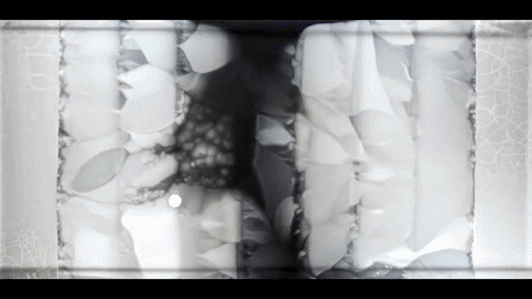 Bacteria GIF by Harvard University - Find & Share on GIPHY