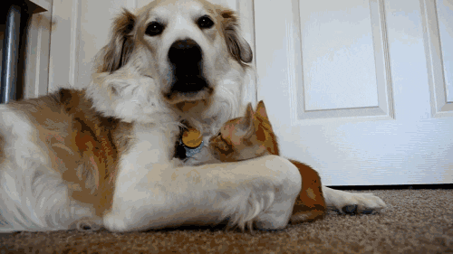 cat yawning | Tag | PrimoGIF