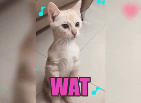 Cat What GIF by Pamily - Find & Share on GIPHY