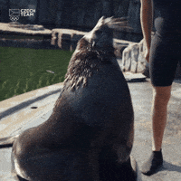 Seal Clapping Gif
