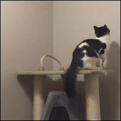 Cat Prayers GIF - Find & Share on GIPHY