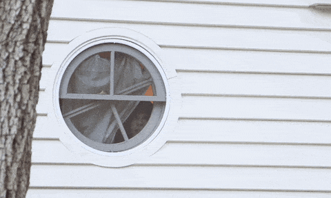 Best peeking GIFs - Primo GIF - Latest Animated GIFs