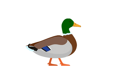 QUACKERS / Duck (16057488)