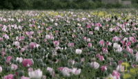 Girl Running In Field Of Flowers Gif