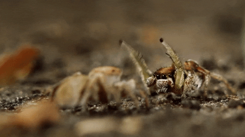 Jumpingspider GIFs - Get the best GIF on GIPHY