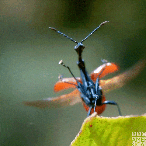 Weevil GIFs - Find & Share on GIPHY