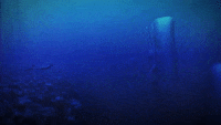 Sperm Whale Explodes Gif