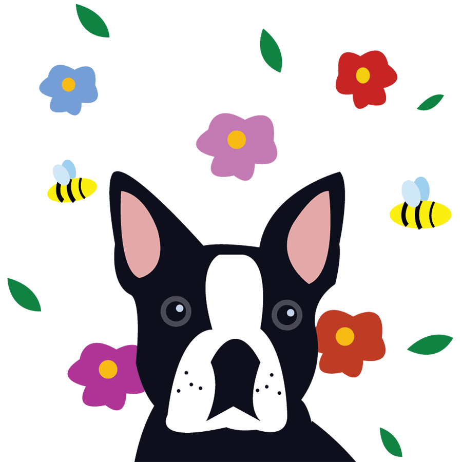 Boston Terrier Rhett Sticker by Boston University for iOS & Android | GIPHY