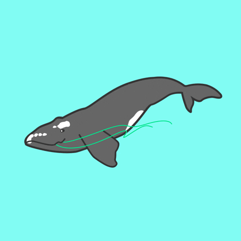 Sedated Whale GIFs - Get the best GIF on GIPHY