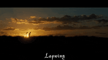 LAPWING GIFs on GIPHY - Be Animated