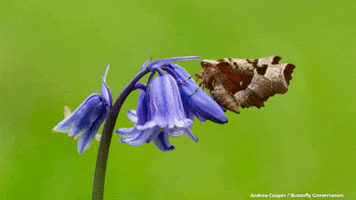 Butterfly Conservation GIFs on GIPHY - Be Animated
