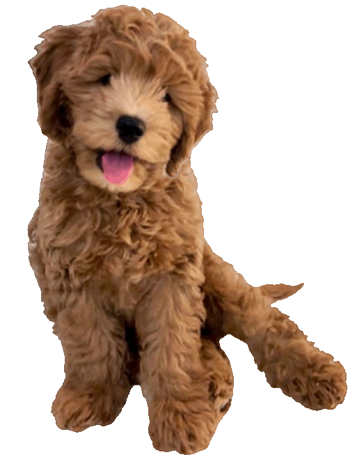 Dog Please Sticker for iOS & Android | GIPHY