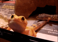 Geico Gecko Gif