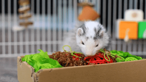 Ferret GIF by Oxbow Animal Health - Find & Share on GIPHY