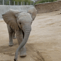 Baby Elephant Running Gif