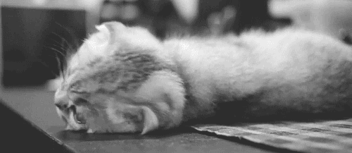 Sevimli-kedi GIFs - Get the best GIF on GIPHY
