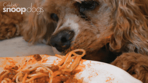 Channel 4 Dogs GIF by Stellify Media - Find & Share on GIPHY