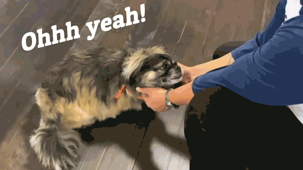 Moving Animal Gifs