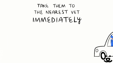 Community Cat Day by Best Friends Animal Society | GIPHY