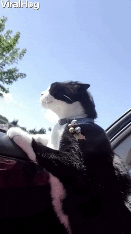 Cat Driving GIF by ViralHog - Find & Share on GIPHY