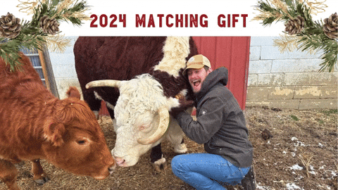 Barn Sanctuary GIFs on GIPHY - Be Animated