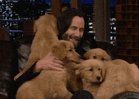 Dog Cuddle Gif