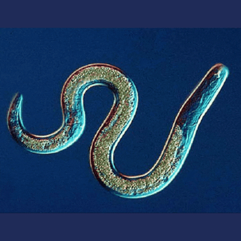 Nematodes GIFs - Get the best GIF on GIPHY