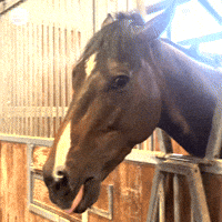 Funny Horse Racing Gif