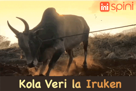 Kola Veri GIFs - Get the best GIF on GIPHY